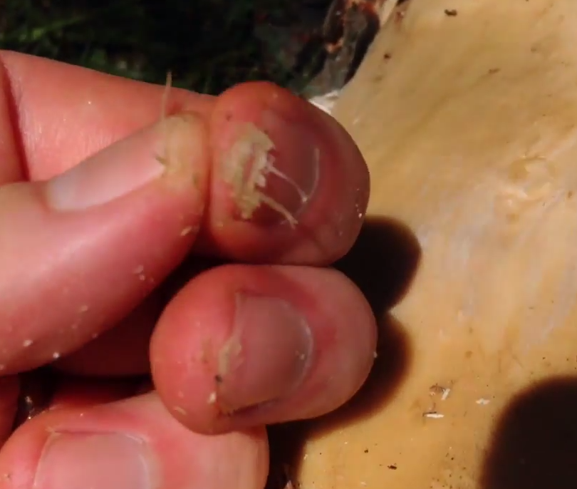Tree Boogers A Video Story Problem The Tech Savvy Educator